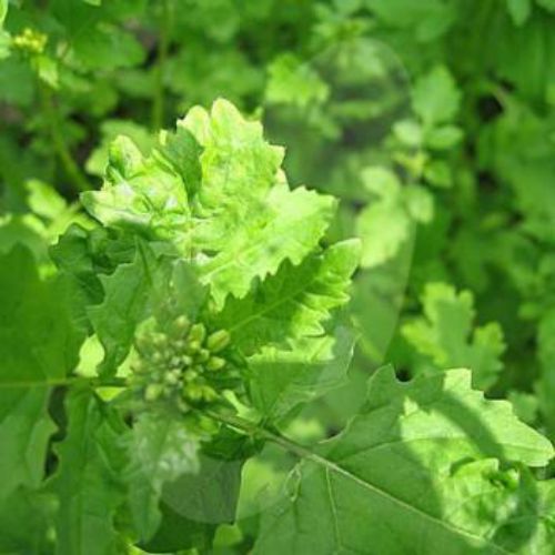 Welcome to Gram Hat Bhopal | Online Vegetables & Fruits Store: Buy ...